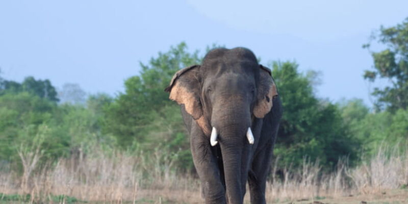 From Ella : Udawalawe & YALA Safaris with Breakfast & Lunch - Final Thoughts: Who is This Tour Best For?