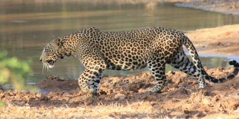 From Ella : Udawalawe & YALA Safaris with Breakfast & Lunch - Final Words