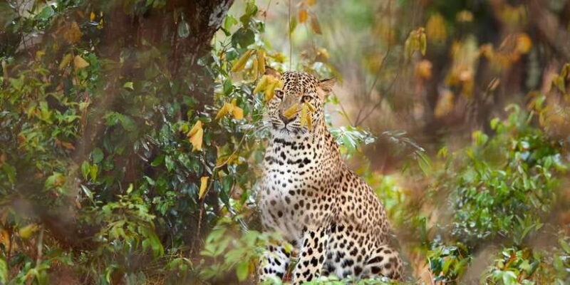 From Ella: Yala National Park Jeep Safari Tour - Discovering Yala National Park on a Full-Day Safari from Ella