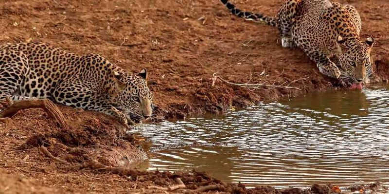 From Ella: Yala National Park Jeep Safari Tour - What to Expect from the Yala Safari Tour