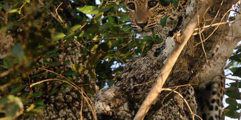 From Ella: Yala National Park Jeep Safari Tour - What Reviewers Say