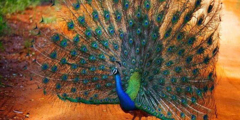 From Ella: Yala National Park Jeep Safari Tour - Practical Tips for Your Safari