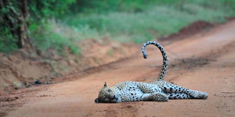 From Ella: Yala National Park Jeep Safari Tour - The Sum Up