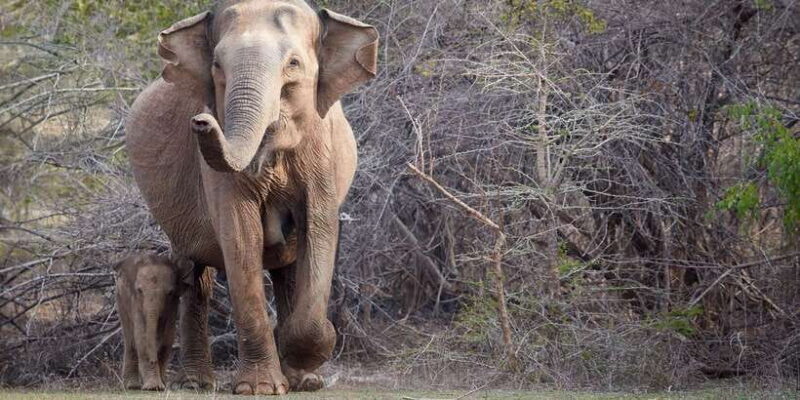 From Ella: Yala National Park Jeep Safari Tour - FAQ