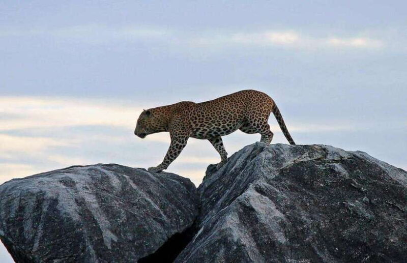 From Ella: Yala National Park Safari and Drop in Ella - Key Points to Remember