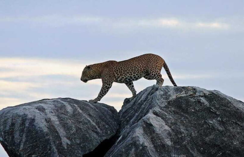 From Ella: Yala National Park Safari and Drop in Ella - Arriving at Yala National Park: What to Expect