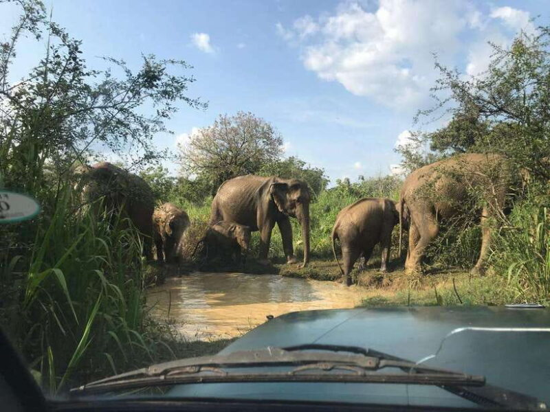 From Ella: Yala National Park Safari & back to Ella - Analyzing the Value: Is it Worth It?