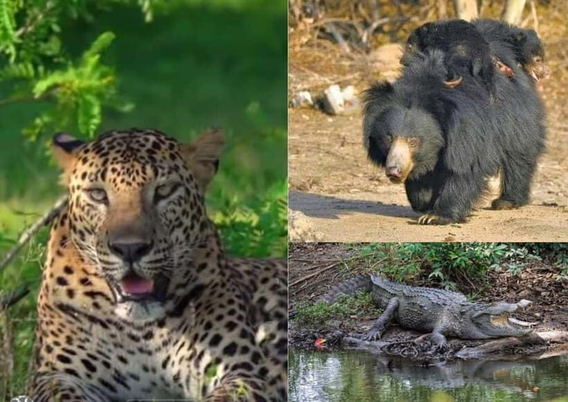 From Ella: Yala National Park safari & drop to Ella again - FAQ: Your Practical Questions Answered