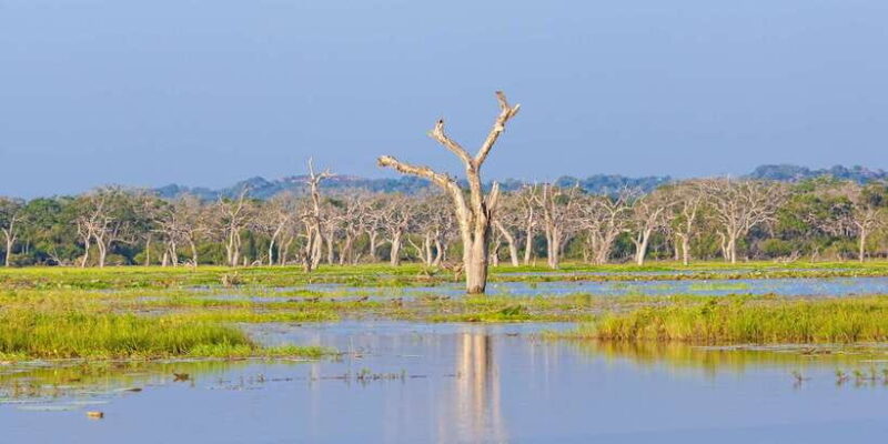From Ella: Yala National Park Safari Tour in a 4x4 - The Sum Up