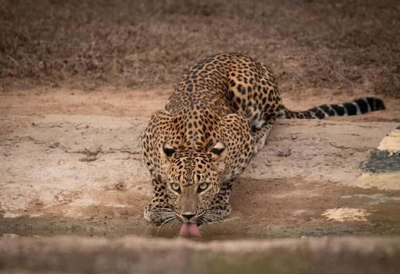 From Ella: Yala Safari & Drop at : Arugambay - What You’ll See and Why It Matters