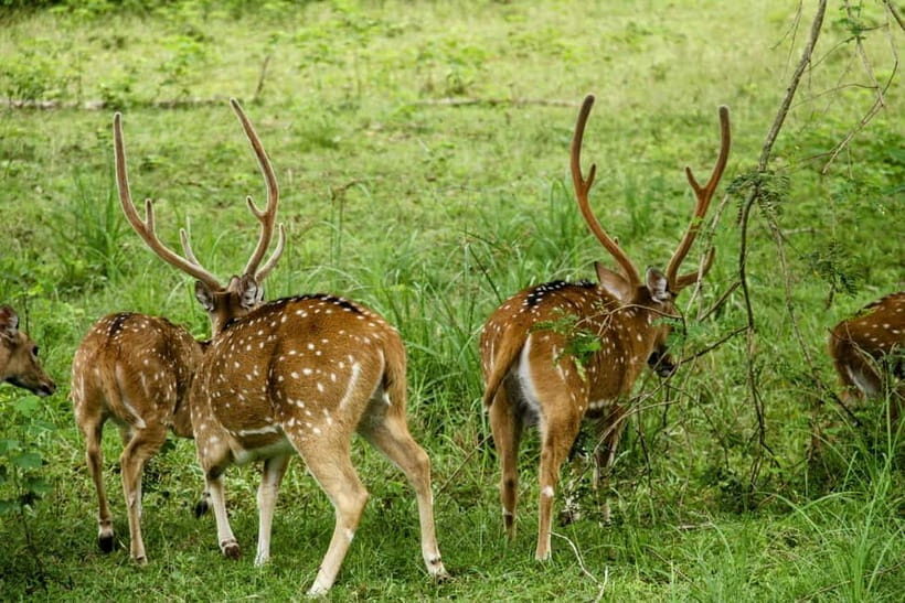 From Ella: Yala Safari & Drop at : Arugambay - Transport, Timing, and Practicalities
