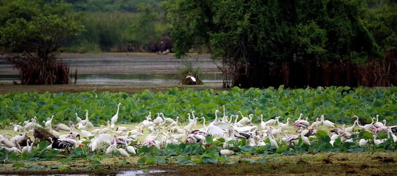 From Ella: Yala Safari & Drop at : Arugambay - Authenticity and Value