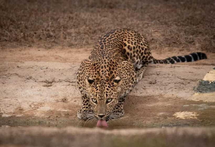 From Ella: Yala Safari & Drop at : Arugambay - Who Is This Tour Best For?
