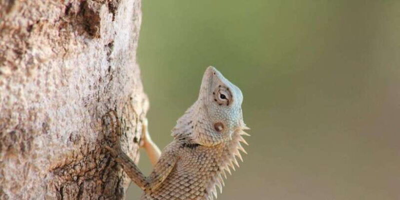 From: Ella - YALA Safari - Drop off: Arugam Bay / Arugambay - What Past Travelers Say