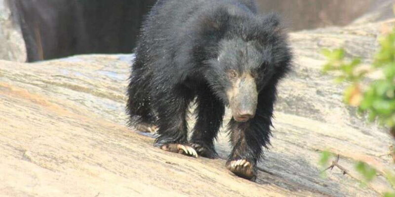 From: Ella - YALA Safari - Drop off: Arugam Bay / Arugambay - FAQ