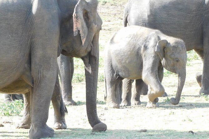 From Ella: YALA SAFARI TOUR & Galle/Mirissa/Tangalle transfer - Key Points