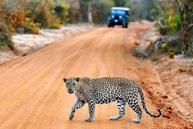 From Ella: YALA SAFARI TOUR & Galle/Mirissa/Tangalle transfer - In The Sum Up