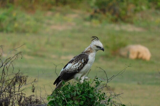 From Ella: YALA SAFARI TOUR & Galle/Mirissa/Tangalle transfer - FAQ