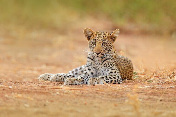 From Ella: YALA SAFARI TOUR & Galle/Mirissa/Tangalle transfer - Final Thoughts