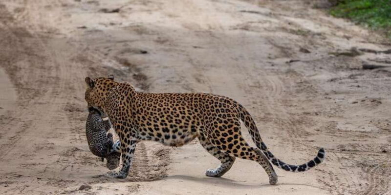 From Ella: Yala Safari & Transfer to Mirissa/Unawatuna/Galle - FAQs