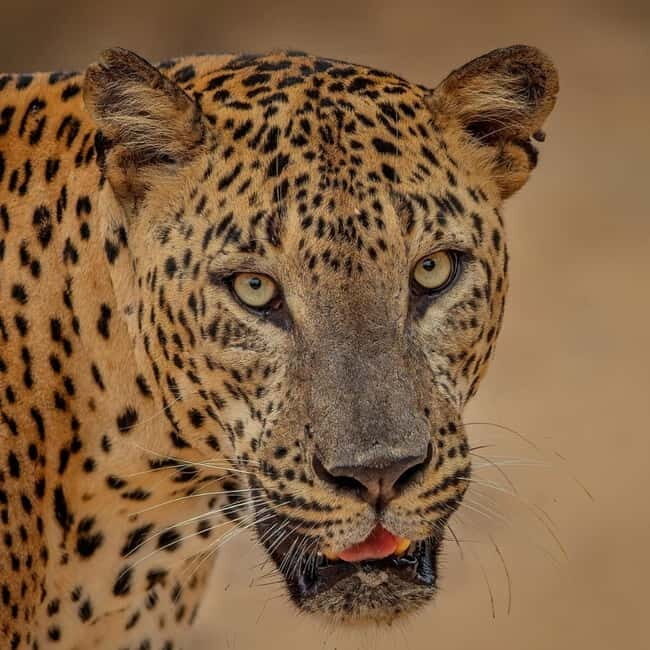 From Ella: Yala Safari & Transfer to Tangalle/Mirissa/Galle - Key Points