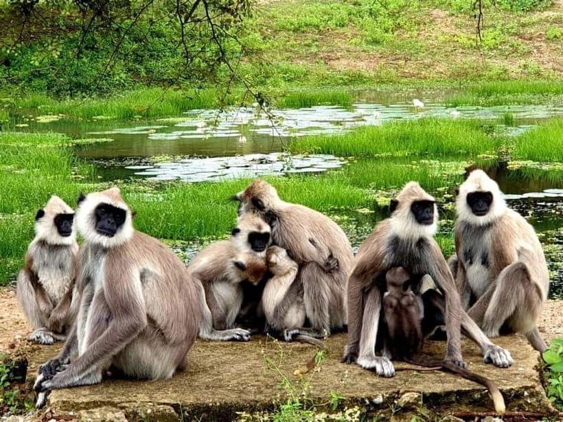 From Ella: Yala Safari & Transfer to Tangalle/Mirissa/Galle - The Itinerary: What’s in Store for You