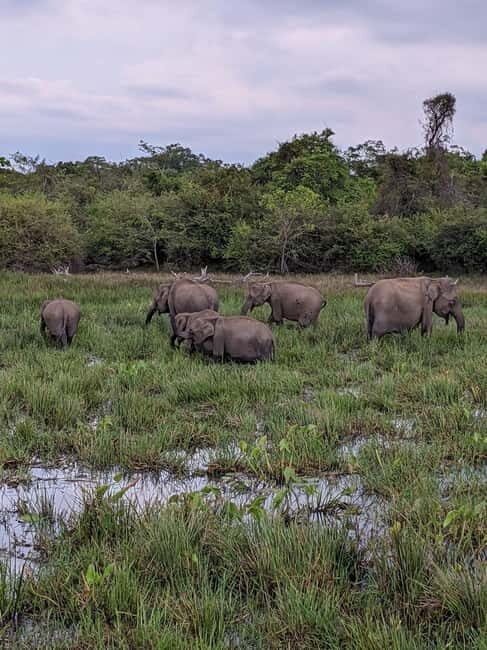 From Ella: Yala Safari & Transfer to Tangalle/Mirissa/Galle - The Real Experience: What Travelers Say