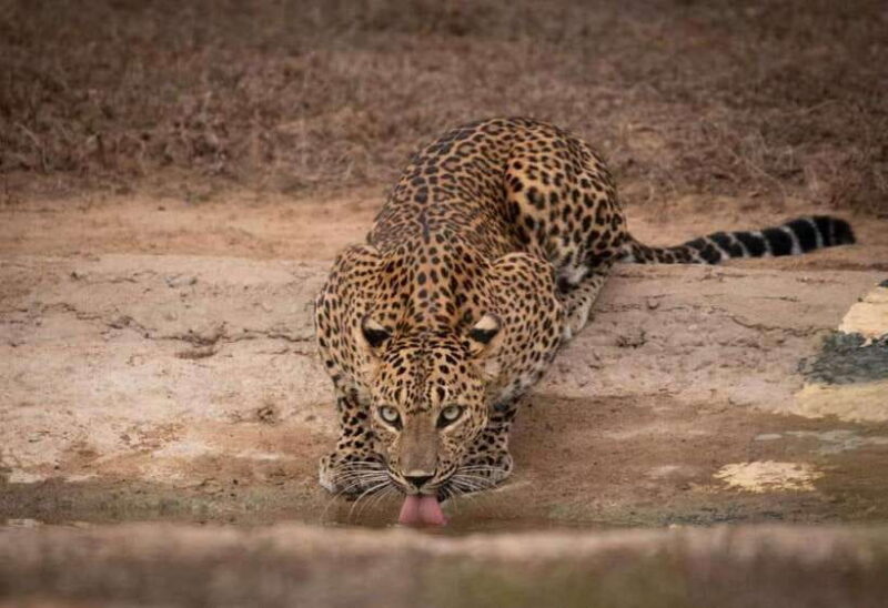 From Ella: Yala Safari with Tangalle/Mirissa/Galle Drop-off - Transportation and Comfort