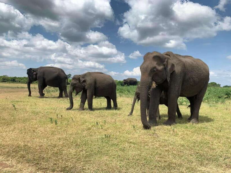 From Ella: Yala Safari with Tangalle/Mirissa/Galle Drop-off - Summary: Why Choose This Tour?
