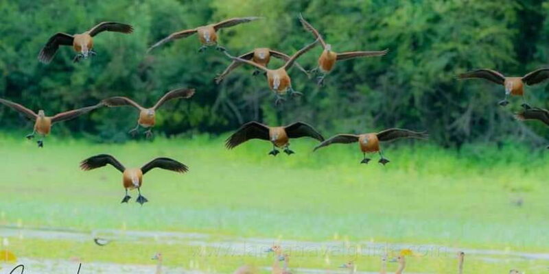 From Ella:Ravana Falls / Diyaluma Falls / Yala National Park - The Sum Up