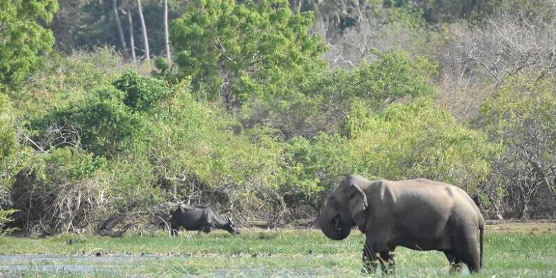 From Ella:Ravana Falls / Diyaluma Falls / Yala National Park - FAQ