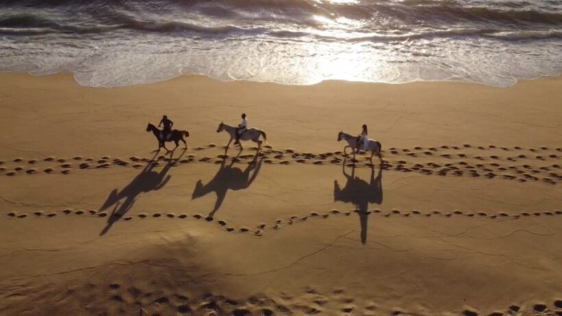 From Evora: Horseback riding on comporta beach - The Sum Up