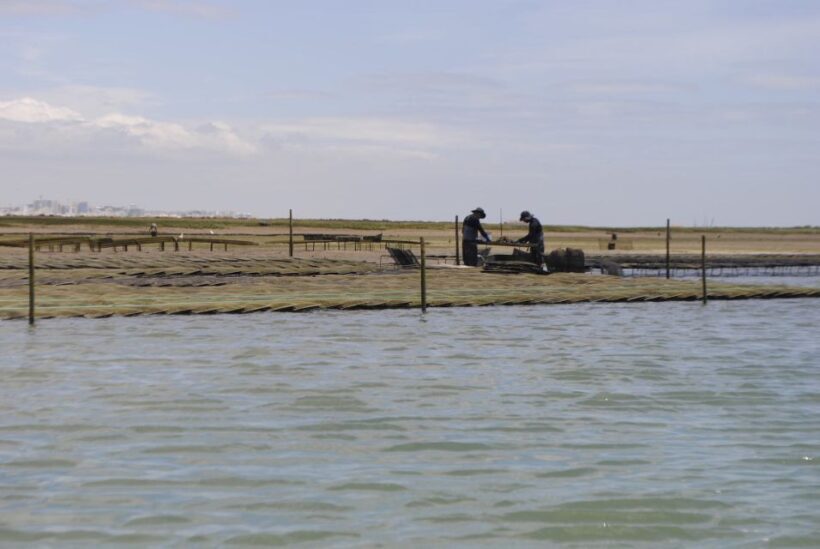 From Faro: 2-Hour Guided Bird Watching Boat Trip - From the Reviews: What Travelers Say
