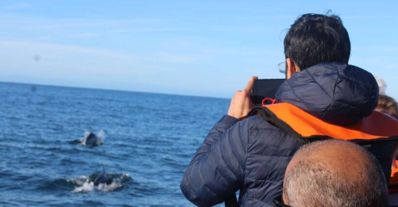 From Faro: Dolphin Watching & 2 Islands Tour - Final Thoughts