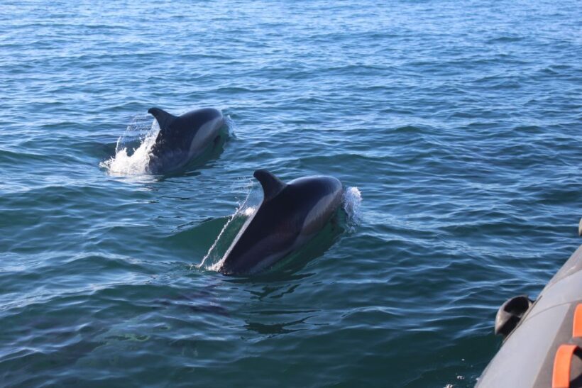 From Faro: Dolphin Watching & 2 Islands Tour - FAQ