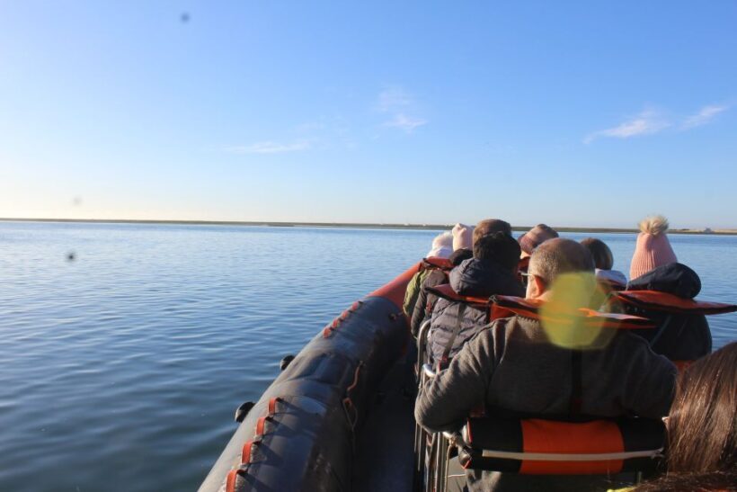 From Faro: Dolphin-Watching & Wildlife - A Closer Look at the Experience