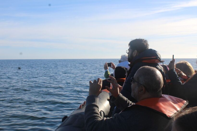 From Faro: Dolphin-Watching & Wildlife - FAQs