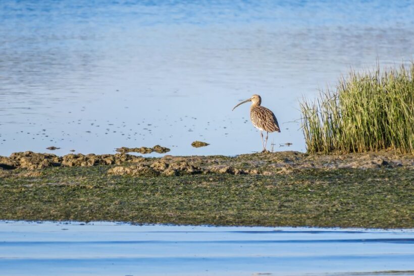 From Faro: Ria Formosa Eco Tour guided by Marine Biologist - Authenticity and Value