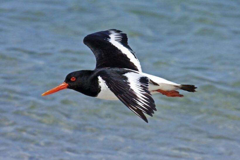 From Faro: Ria Formosa Eco Tour guided by Marine Biologist - Who Should Consider This Tour?