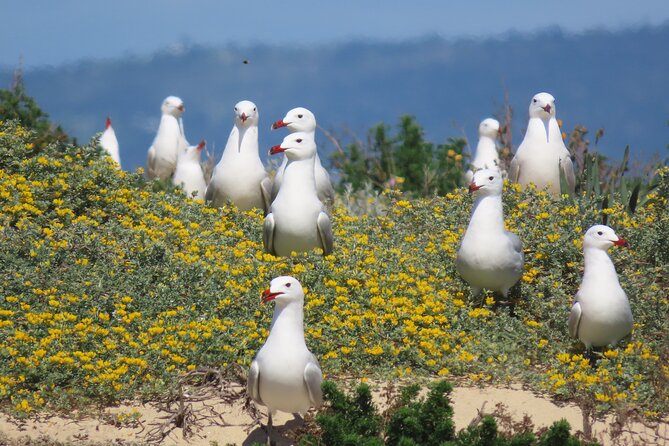 From Faro: Ria Formosa Eco Tour Guided by Marine Biologist - Exploring the Ria Formosa Natural Park