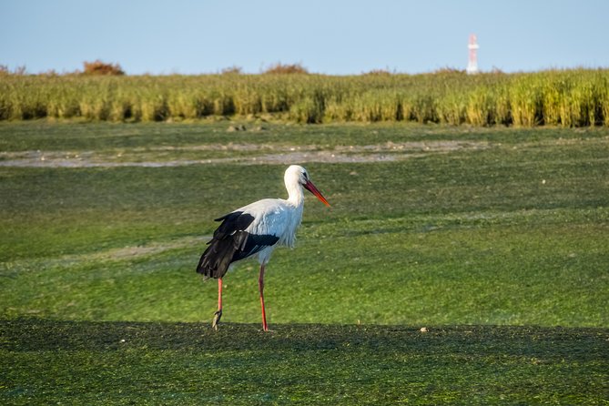 From Faro: Ria Formosa Eco Tour Guided by Marine Biologist - The Role of the Marine Biologist Guide