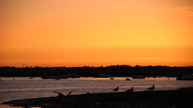 From Faro: Ria Formosa Sunset Boat Trip - The Value of the Experience