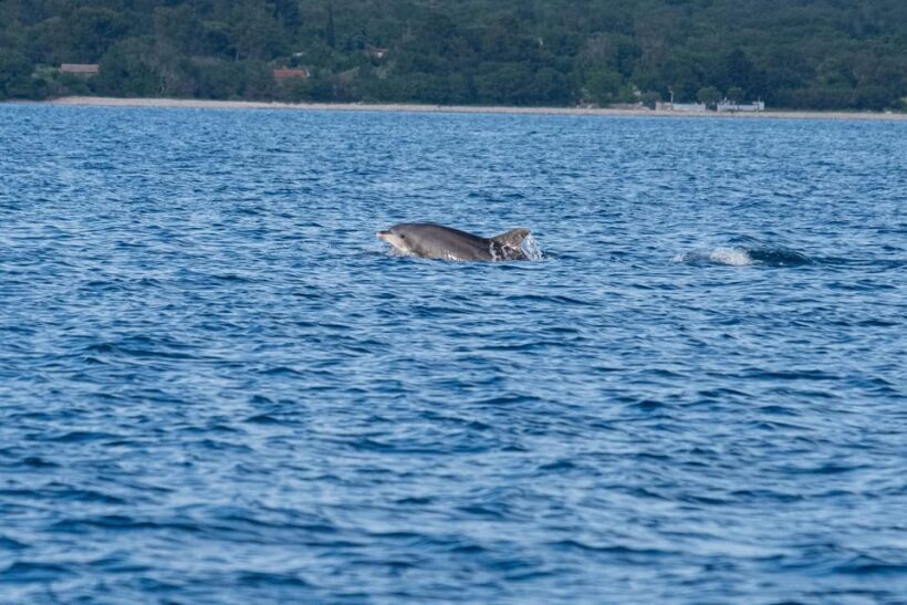 From Fazana: Dolphin watching and snorkeling in Blue Cave - FAQs