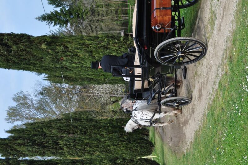 From Florence: Carriage Ride in Chianti Hills with Lunch - Why This Tour Works Well