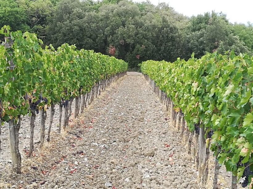 From Florence: Chianti afternoon tour & visit to 2 wineries - Final Thoughts
