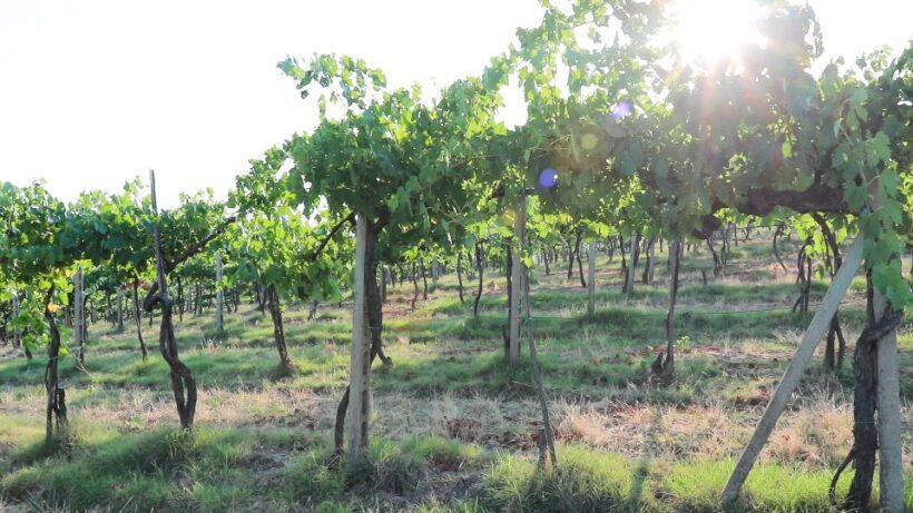 From Florence: Chianti Wine Tour with Tastings - FAQs