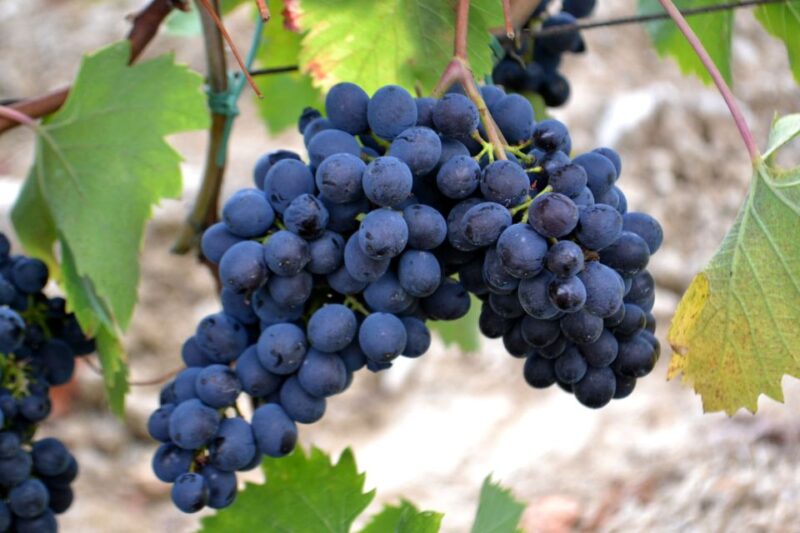 From Florence: Chianti Winery Tour with Lunch - Final Thoughts