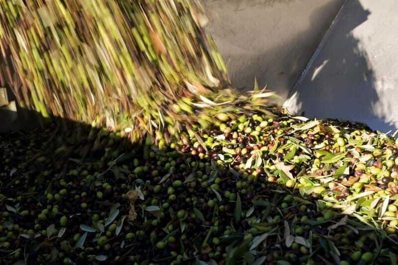 From Florence: Olive Oil Mill Tour and Tasting in Fiesole - The Sum Up
