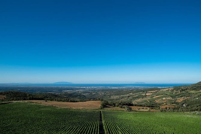 From Florence PRIVATE:Bolgheri Wine Tour,tasting among the Tuscany coastal hills - The Experience: What Travelers Can Expect