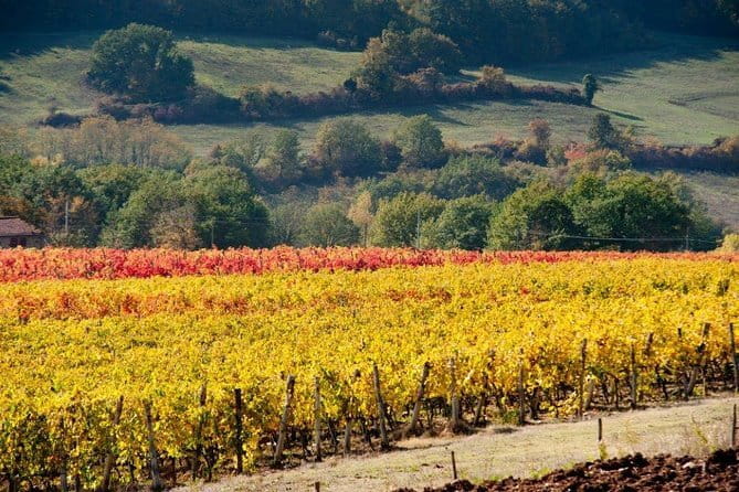 From Florence to Chianti Rufina: Wine Tasting Experience - What You Can Expect: The Details